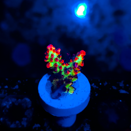 The Frag Plug┃Live Corals For Sale
